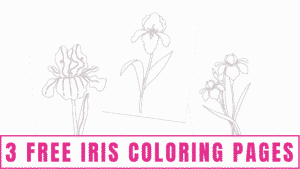 3 Free Iris Coloring Pages
