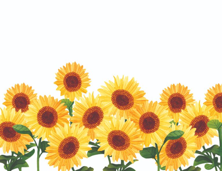 3 Free Sunflower Images